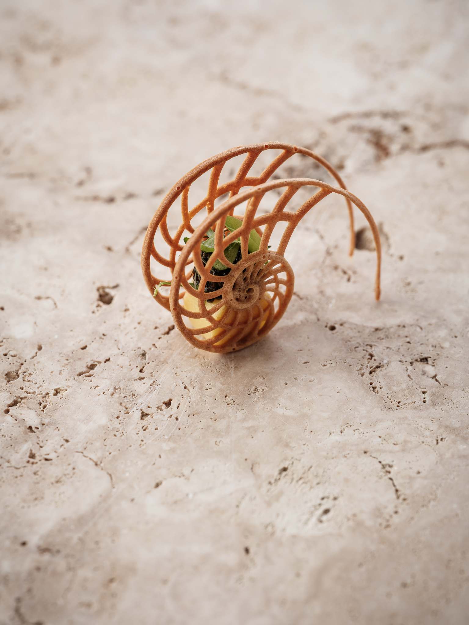 Nautilus Tuille Mold | MoldBrothers