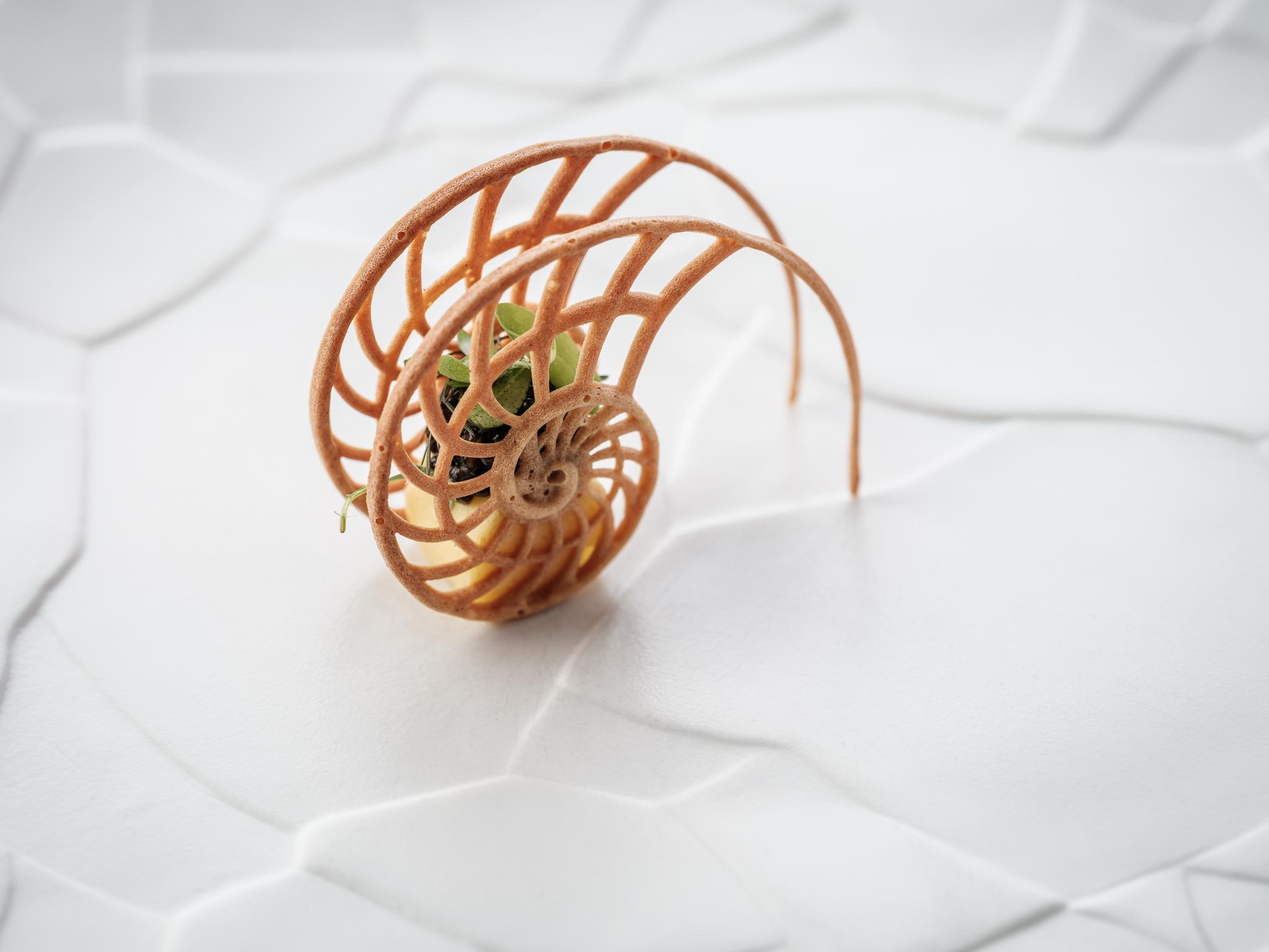 Nautilus Tuille Mold | MoldBrothers